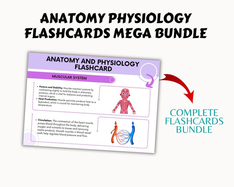250+ Anatomy and Physiology Flashcards | Anatomy Study Guide | Nursing ...