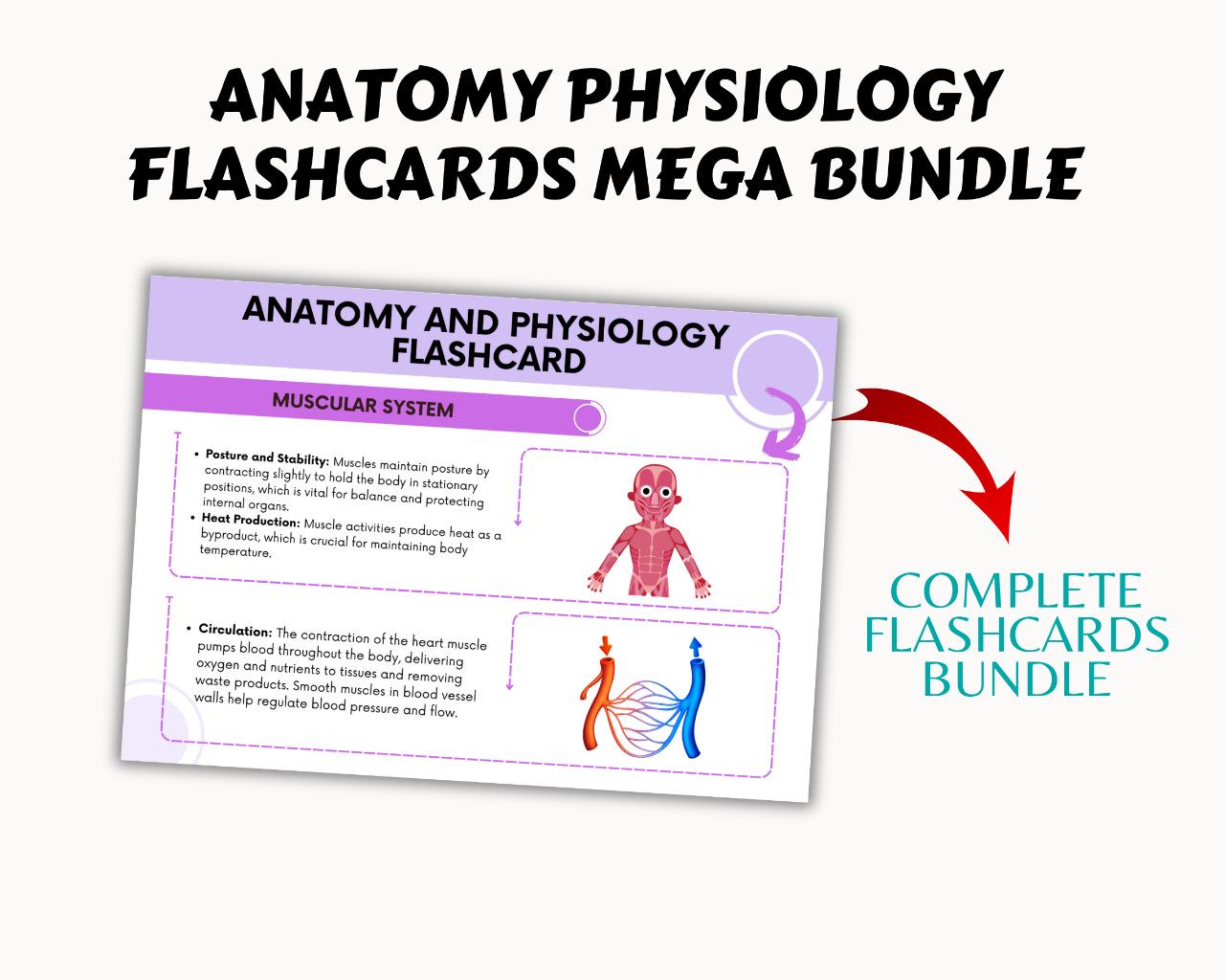 250+ Anatomy and Physiology Flashcards | Anatomy Study Guide | Nursing ...
