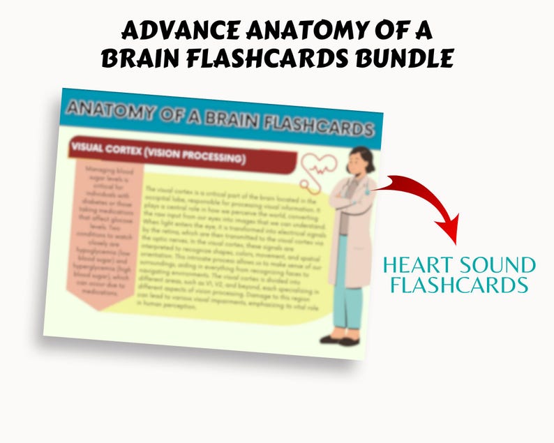 Complete Anatomy of A Brain Flashcards 2025, Brain Anatomy, Anatomy ...