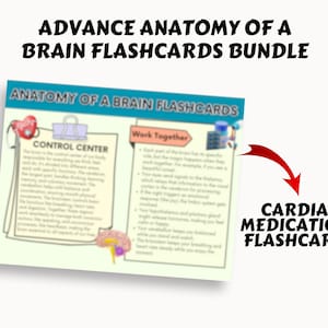 Complete Anatomy of A Brain Flashcards 2025, Brain Anatomy, Anatomy ...