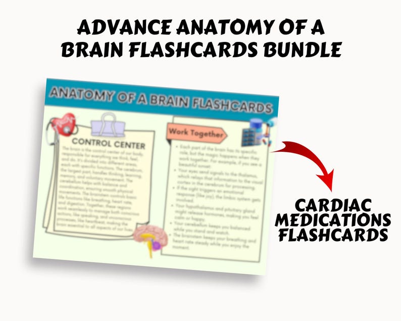 Complete Anatomy of A Brain Flashcards 2025, Brain Anatomy, Anatomy ...
