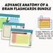 Complete Anatomy of A Brain Flashcards 2025, Brain Anatomy, Anatomy ...