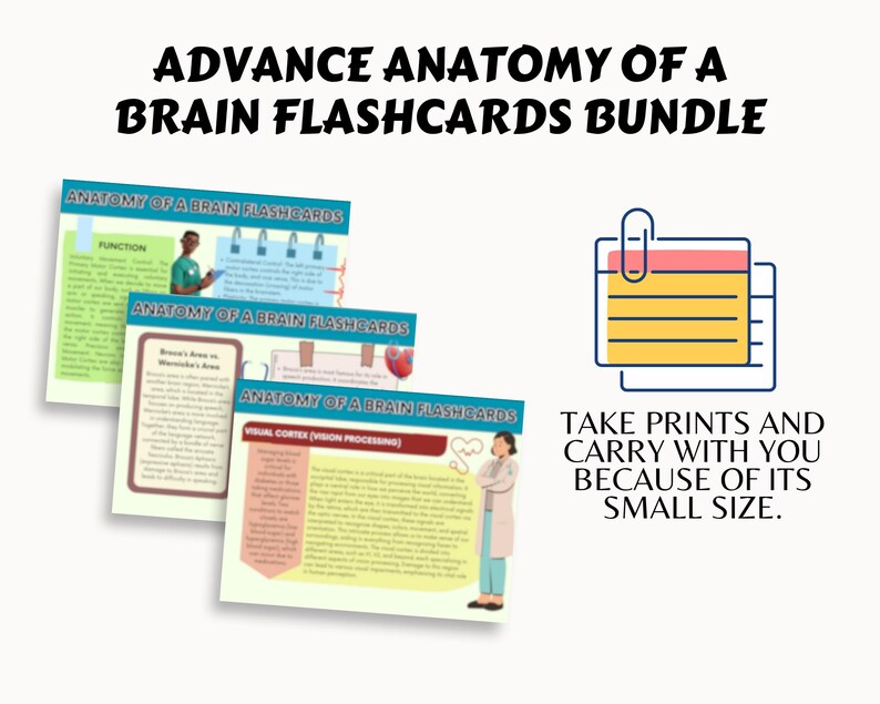 Complete Anatomy of A Brain Flashcards 2025, Brain Anatomy, Anatomy ...