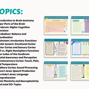 Complete Anatomy of A Brain Flashcards 2025, Brain Anatomy, Anatomy ...