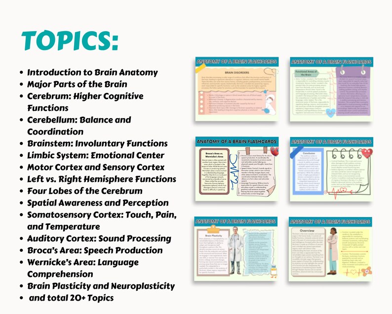 Complete Anatomy of A Brain Flashcards 2025, Brain Anatomy, Anatomy ...