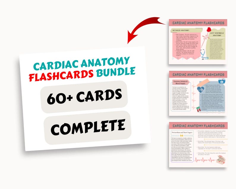 Complete Cardiac Anatomy Flashcards 2025, Cardiovascular System, Heart ...