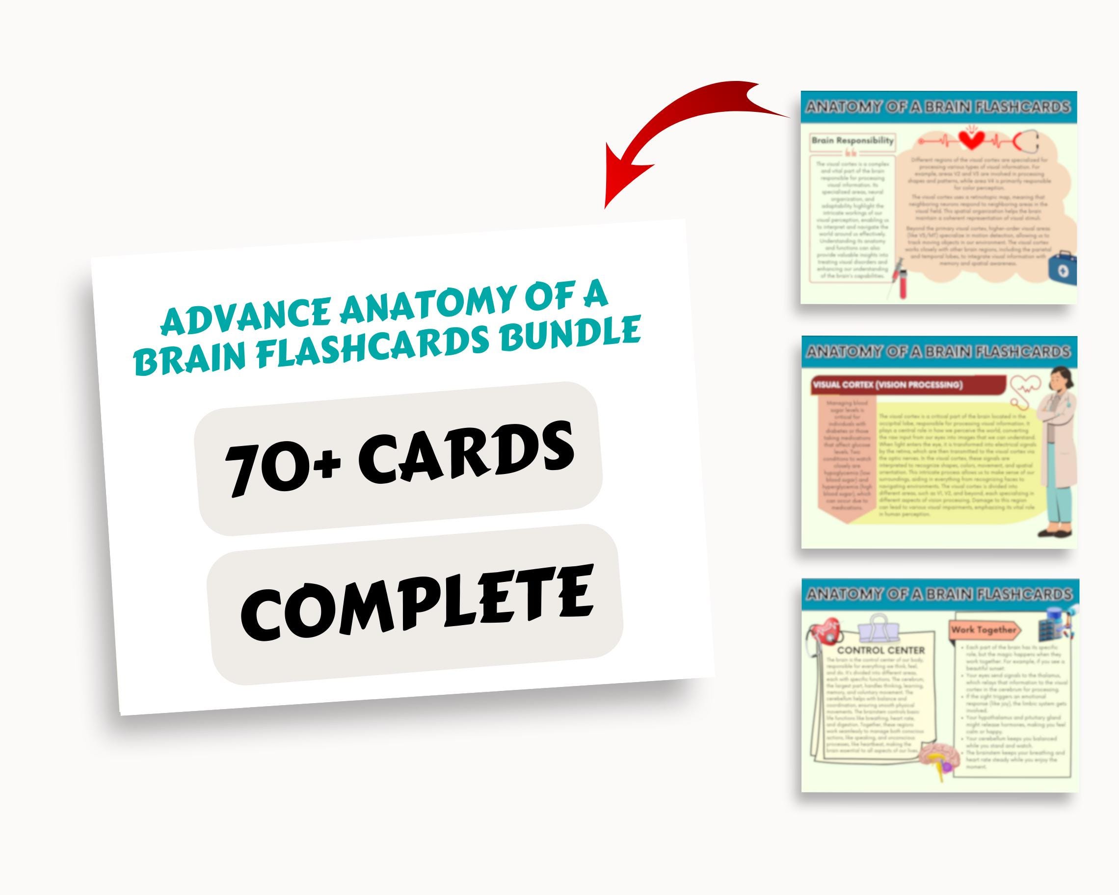 Complete Anatomy of A Brain Flashcards 2025, Brain Anatomy, Anatomy ...