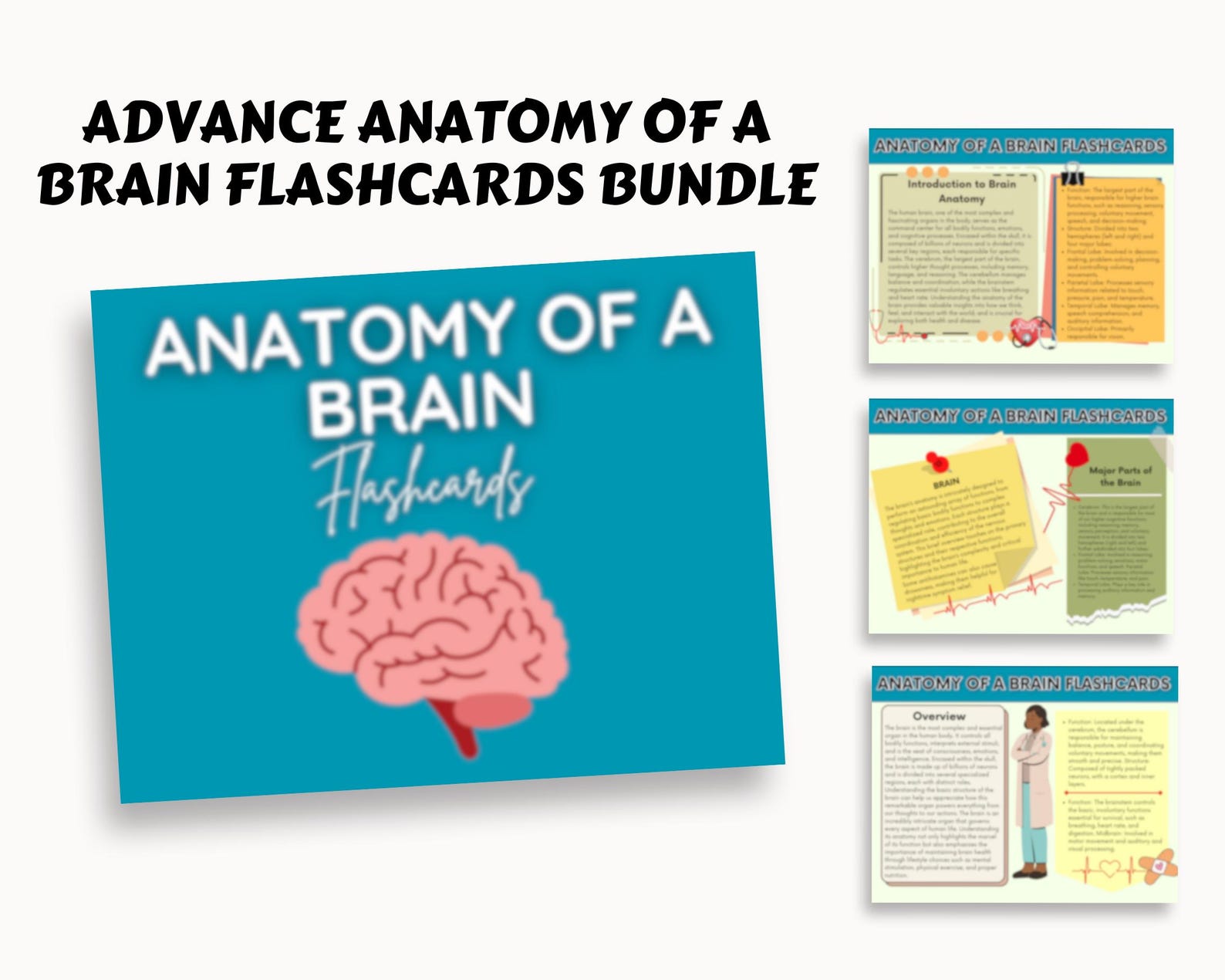 Complete Anatomy of A Brain Flashcards 2025, Brain Anatomy, Anatomy ...
