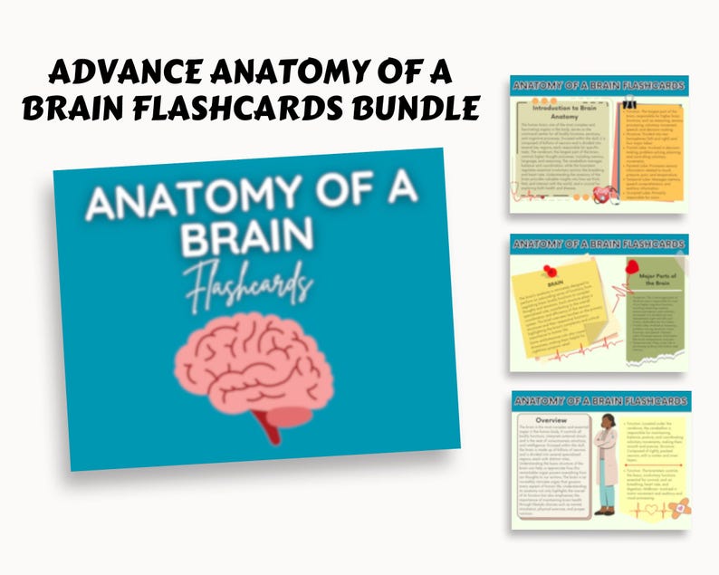 Complete Anatomy of A Brain Flashcards 2025, Brain Anatomy, Anatomy ...