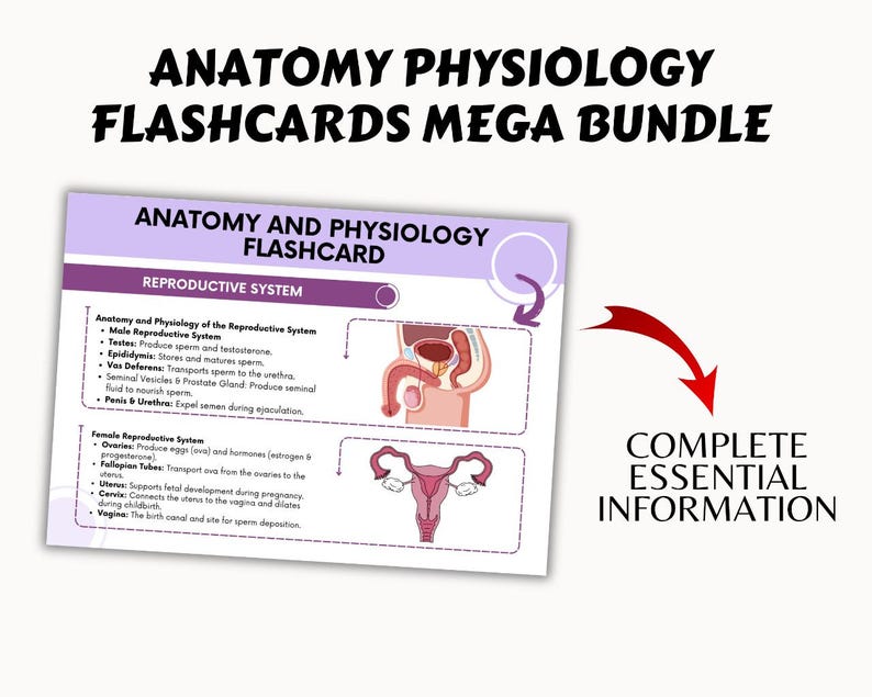 250+ Anatomy and Physiology Flashcards | Anatomy Study Guide | Nursing ...