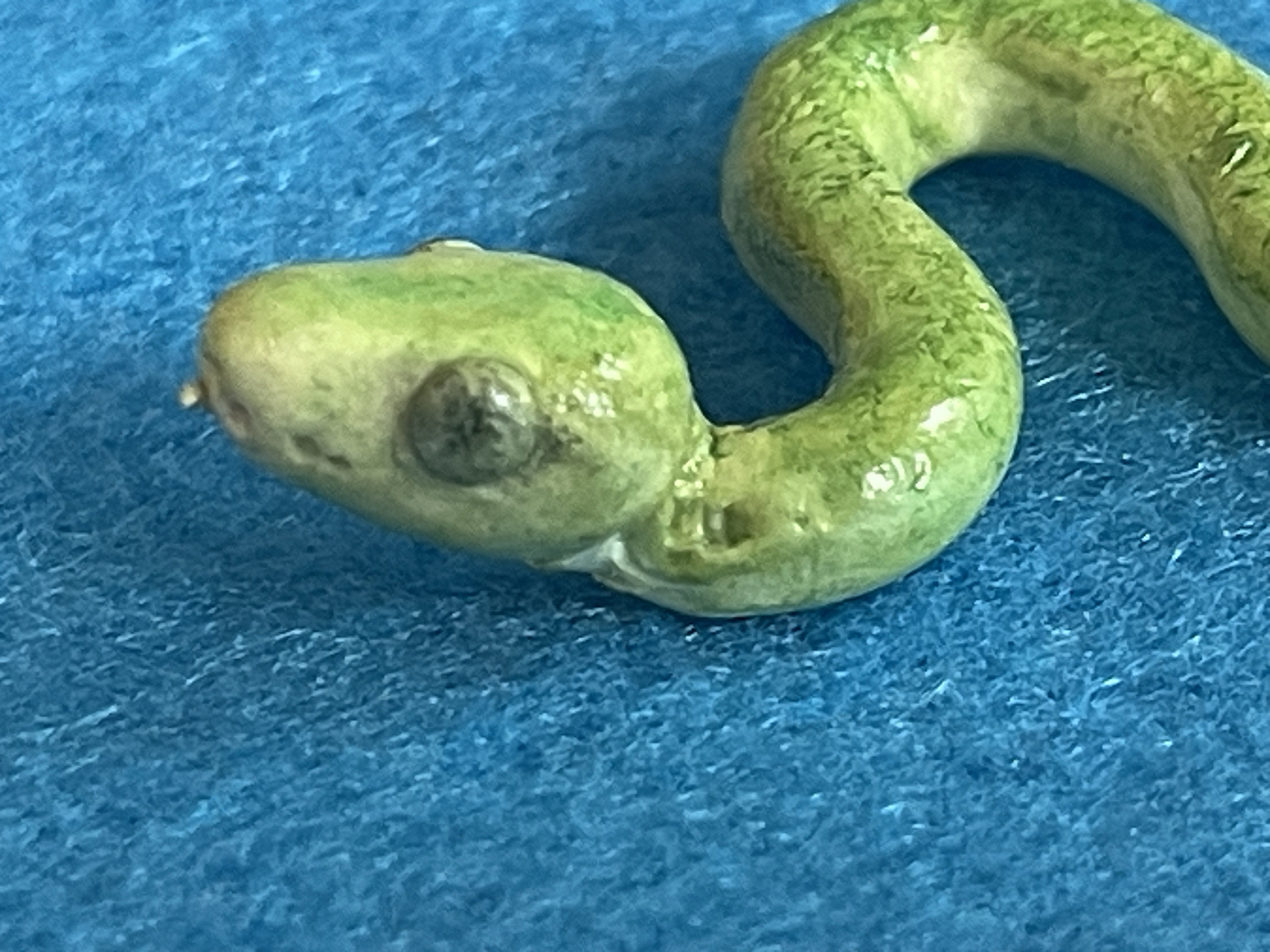 Mini Polymer Clay Snake (handmade) - Etsy