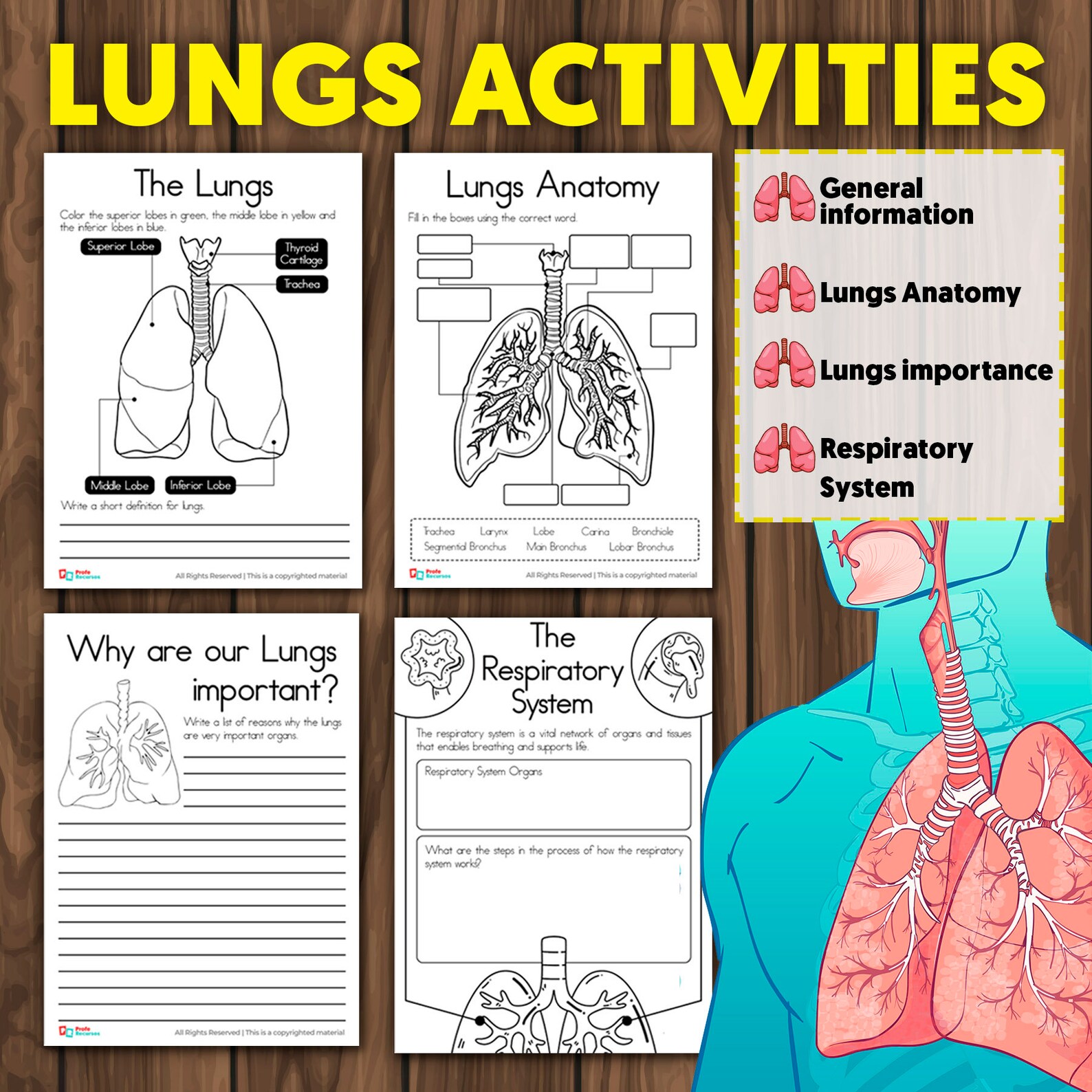Lungs Activity Bundle Human Lungs Activity Lungs and Respiratory System ...
