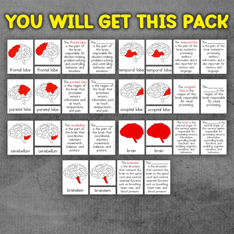 Brain Anatomy Parts Brain Anatomy Cards Brain Nomenclature Cards Brain ...