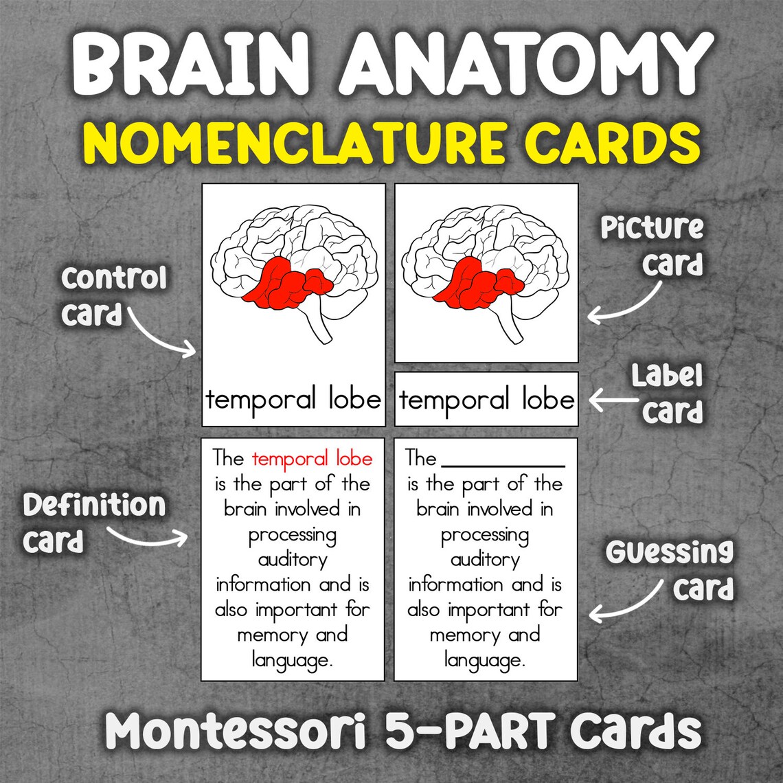 Brain Anatomy Parts Brain Anatomy Cards Brain Nomenclature Cards Brain ...