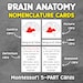 Brain Anatomy Parts Brain Anatomy Cards Brain Nomenclature Cards Brain ...