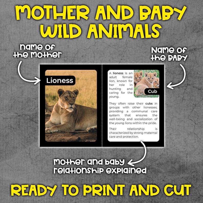 Mother and Baby Wild Animals Fact Cards Mother and Baby Animals Flash ...