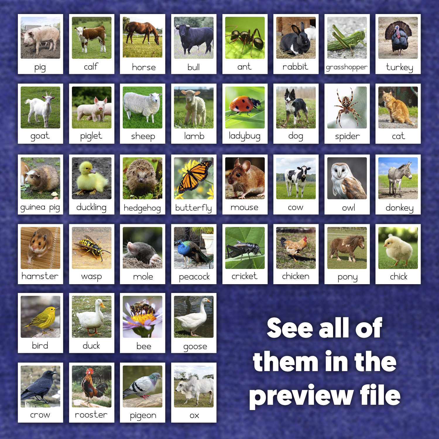 Farm Animals Montessori 3-part Cards (REAL IMAGES) | Farm Vocabulary ...