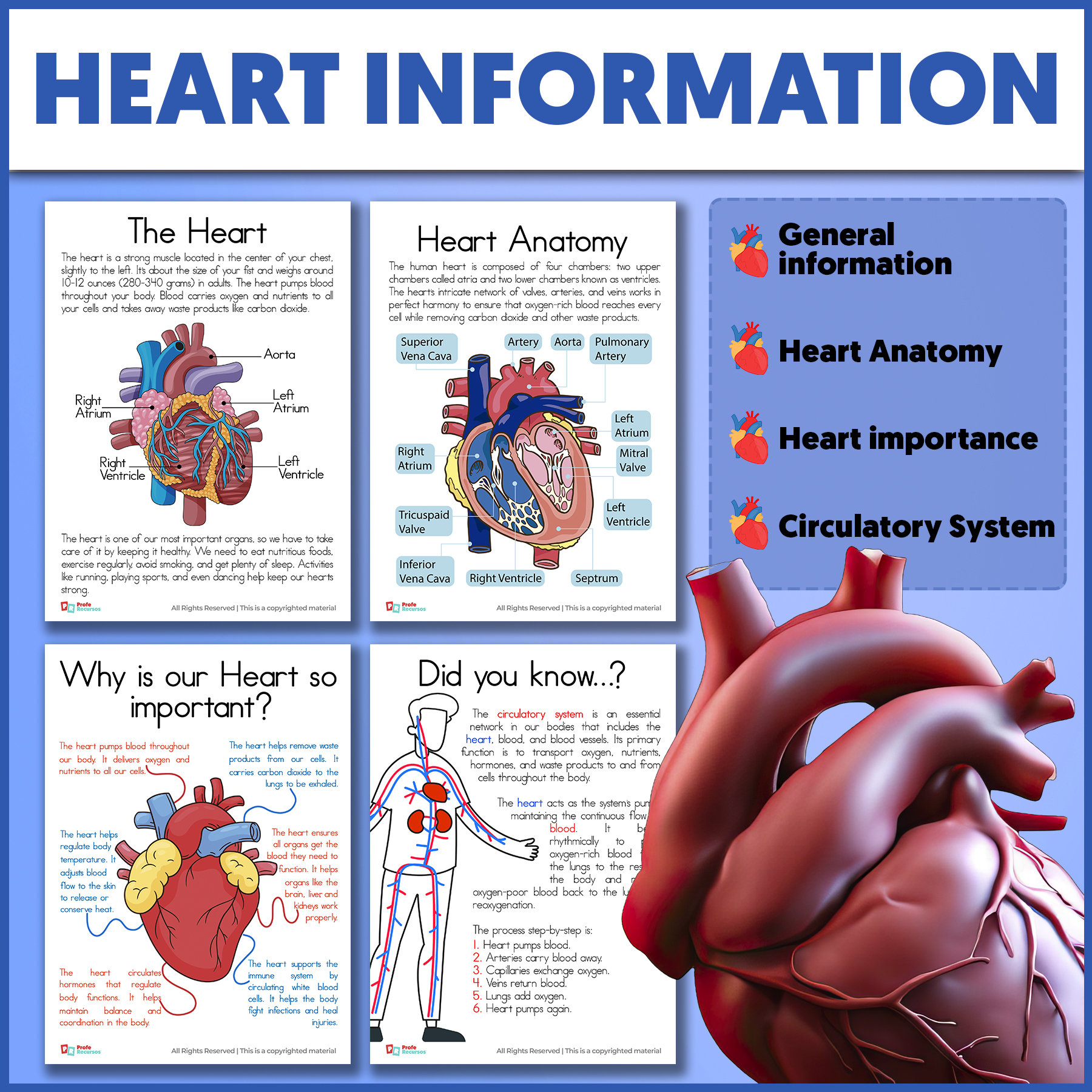 Human Heart Activity Bundle Heart Activities for Kids Human Heart ...