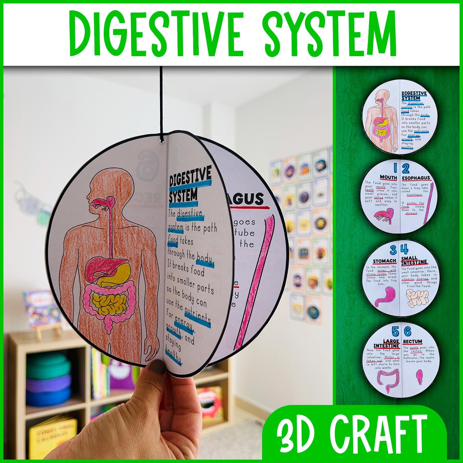 Digestive System 3D Craft Activity | Science Craft Activity | Human ...