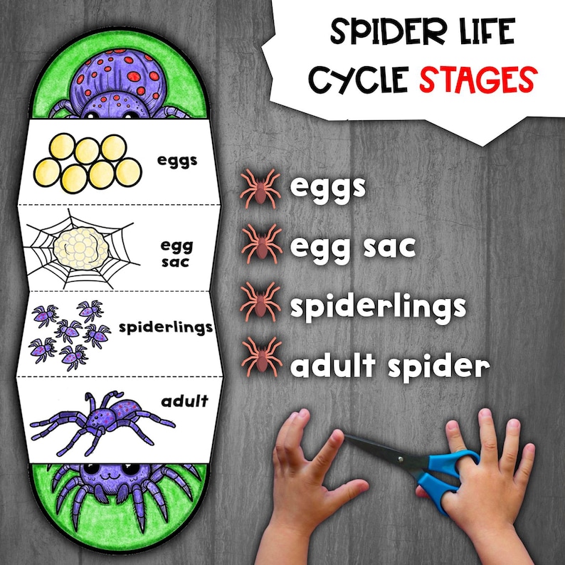 Spider Life Cycle Activity Craft | Life Cycle of Spider | Spider ...