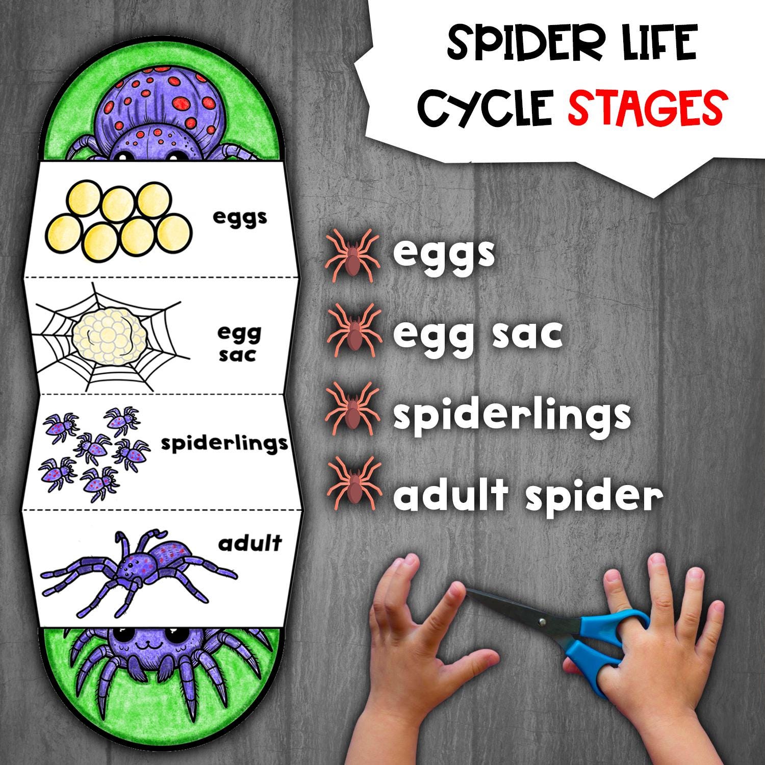 Spider Life Cycle Activity Craft | Life Cycle of Spider | Spider ...