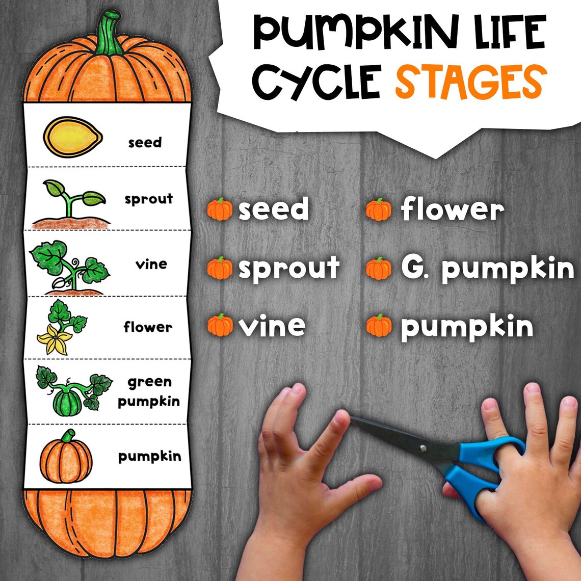 Pumpkin Life Cycle Activity Craft | Life Cycle of a Pumpkin | Halloween ...