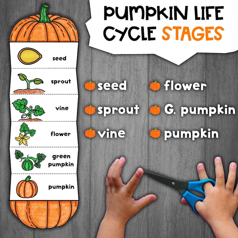 Pumpkin Life Cycle Activity Craft | Life Cycle of a Pumpkin | Halloween ...
