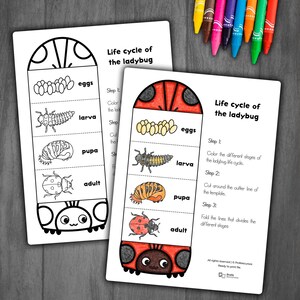 Ladybug Life Cycle Craft Activity | Life Cycle of Ladybug | Spring ...
