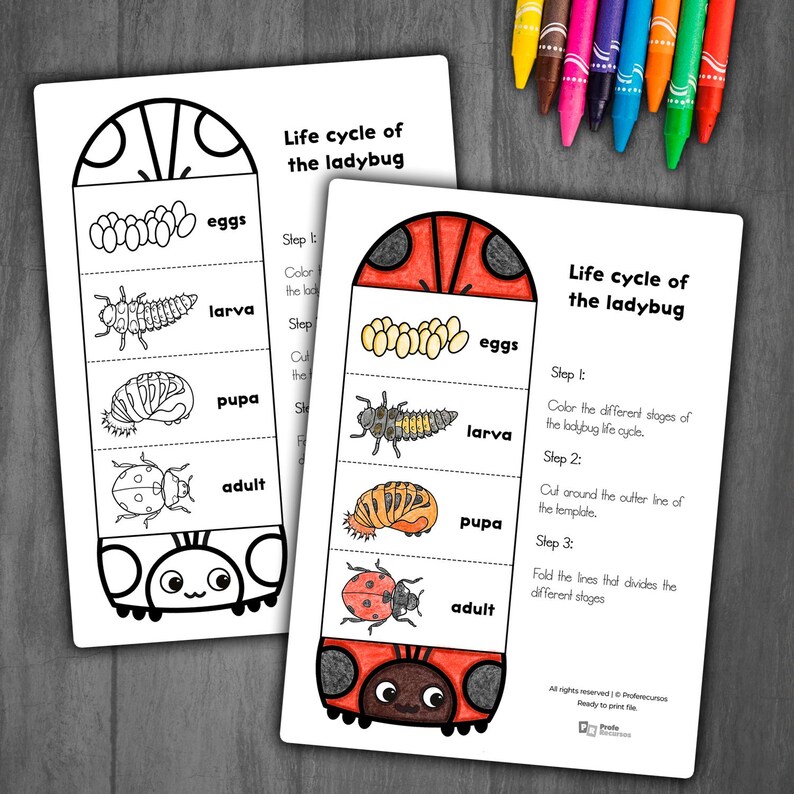 Ladybug Life Cycle Craft Activity | Life Cycle of Ladybug | Spring ...