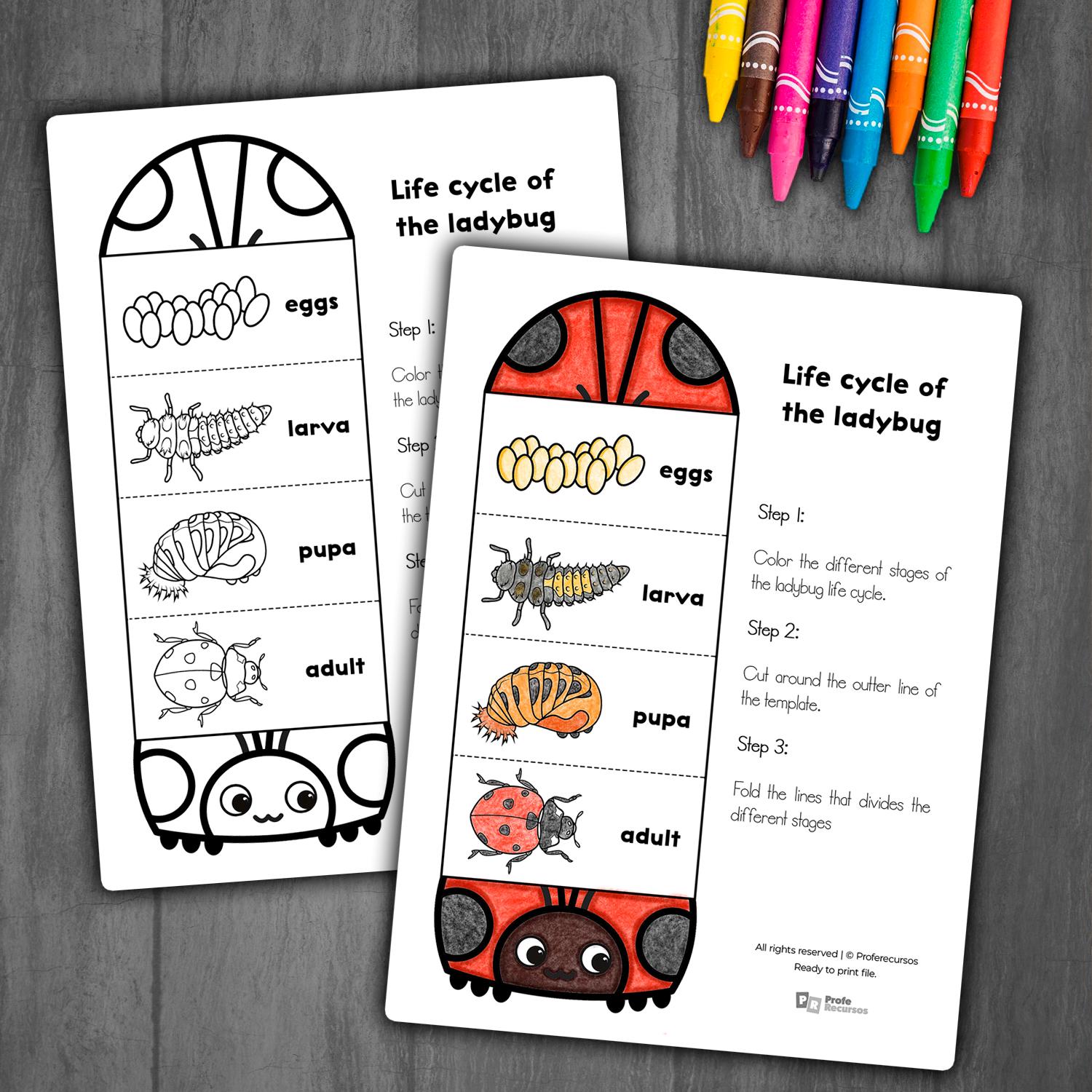 Ladybug Life Cycle Craft Activity | Life Cycle of Ladybug | Spring ...