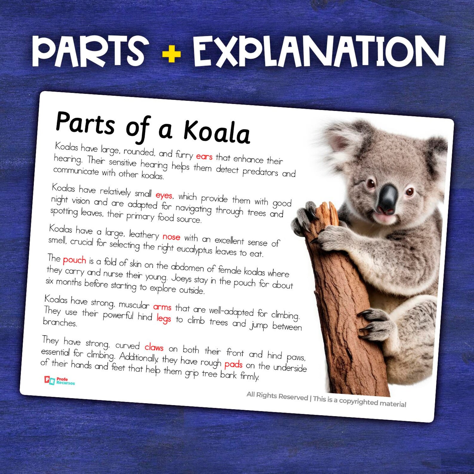 Koala Anatomy Parts of a Koala Labeled Body Parts of a Koala Anatomy - Etsy