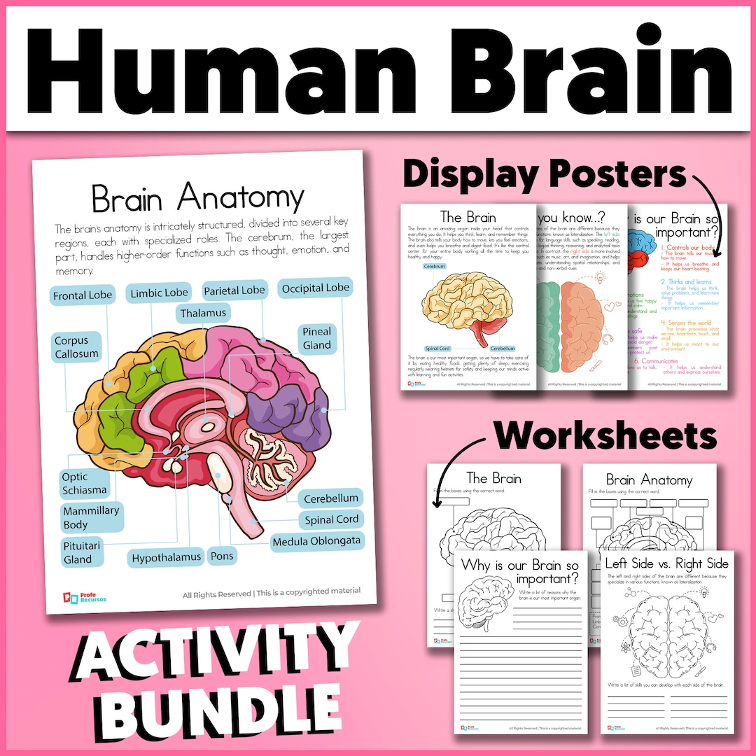 Human Brain Activity Bundle Human Anatomy Activities for Kids Human ...