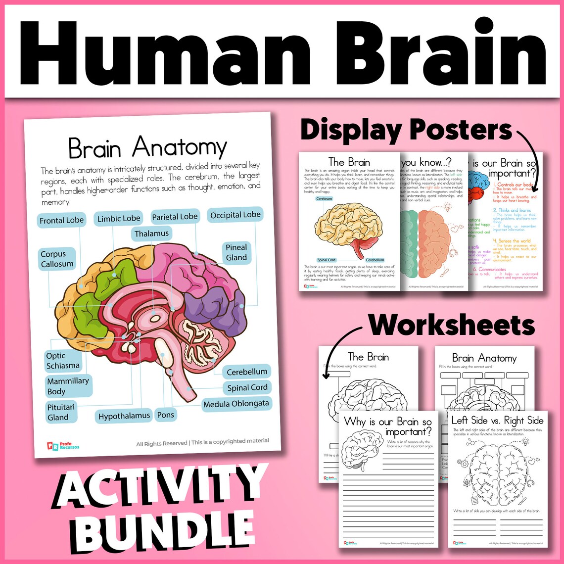 Human Brain Activity Bundle Human Anatomy Activities for Kids Human ...