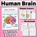 Human Brain Activity Bundle Human Anatomy Activities for Kids Human ...