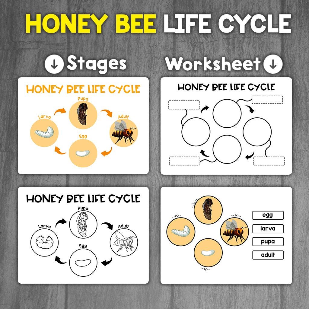Honey Bee Life Cycle of a Honey Bee Body Parts of a Honey Bee Labeled ...