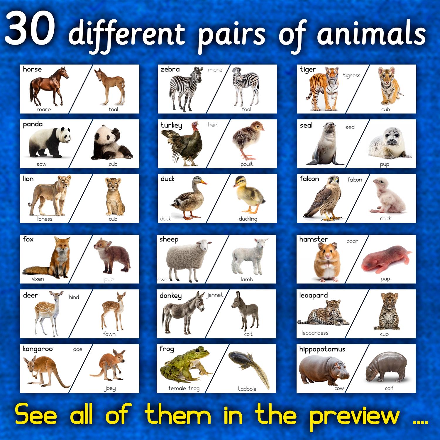 Matching Mother and Baby Animals | Montessori Cards | Matching Activity ...