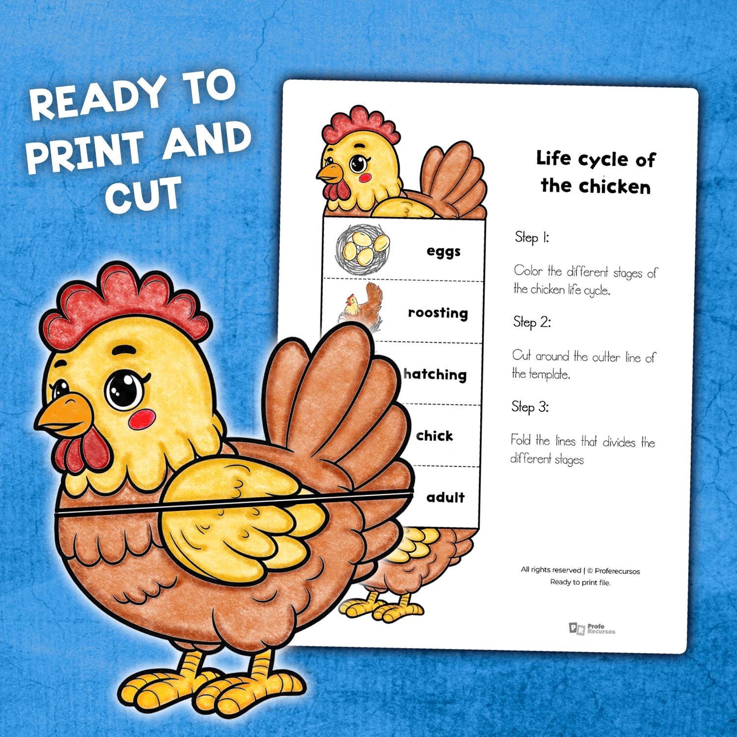 Chicken Life Cycle Activity | Chicken Craft Foldable Template | Life ...
