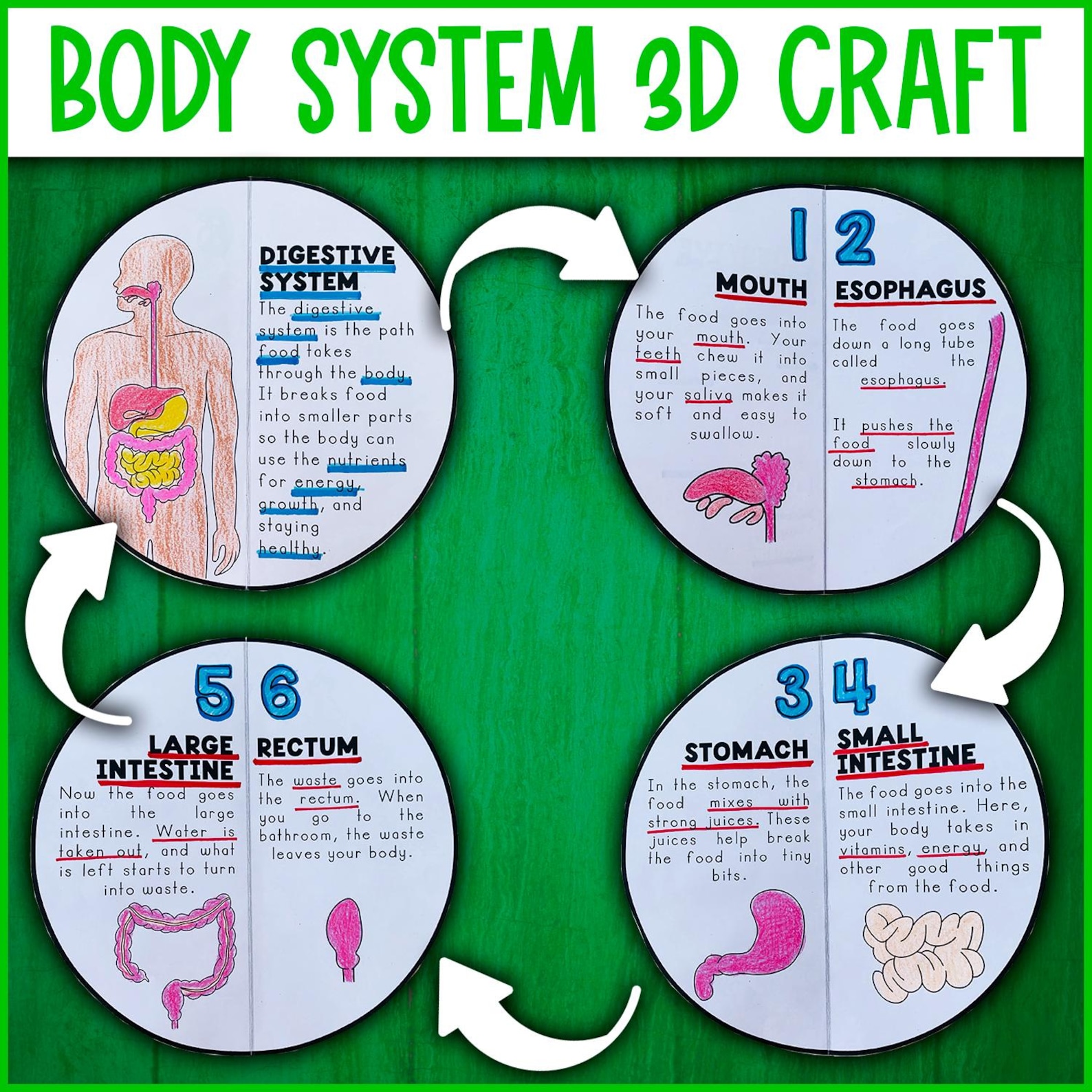 Digestive System 3D Craft Activity | Science Craft Activity | Human ...
