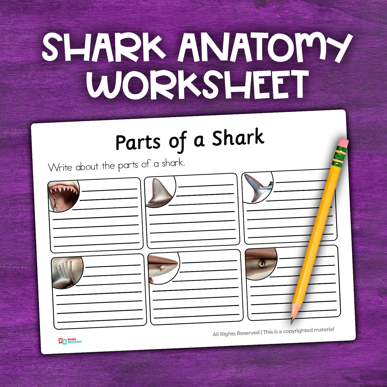 Parts of a Shark Parts Anatomy of a Shark Diagram Shark Labeled Shark ...