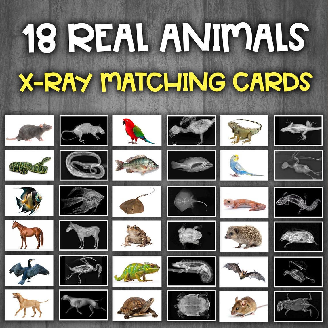Vertebrate X-ray Matching | Vertebrates and Invertebrates Activity ...