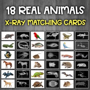 Vertebrate X-ray Matching | Vertebrates and Invertebrates Activity ...