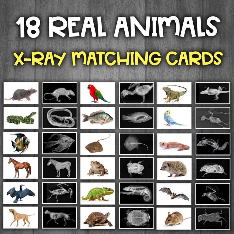 Vertebrate X-ray Matching | Vertebrates and Invertebrates Activity ...