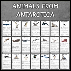 Animals From Antarctica | Antarctic Animals | Flashcards | Animals ...