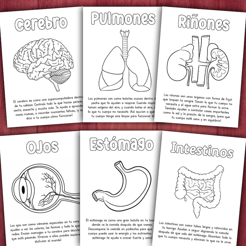 Spanish Body Organs & Body Parts Coloring Pages | Organs and Body Parts ...