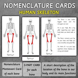Human Skeleton Montessori Cards 3-part Cards Nomenclature Cards ...