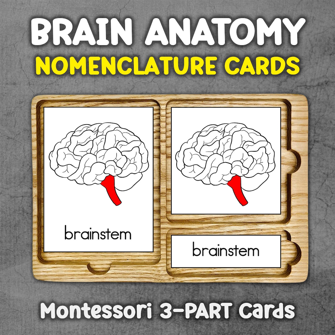 Brain Anatomy Parts Brain Anatomy Cards Brain Nomenclature Cards Brain ...