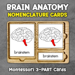 Brain Anatomy Parts Brain Anatomy Cards Brain Nomenclature Cards Brain ...