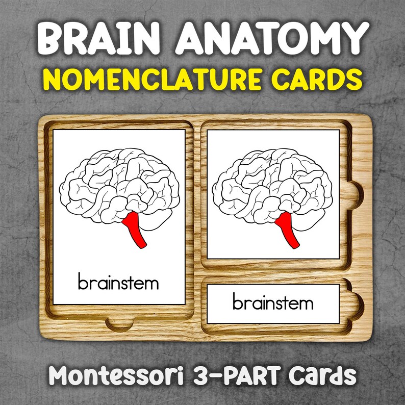 Brain Anatomy Parts Brain Anatomy Cards Brain Nomenclature Cards Brain ...