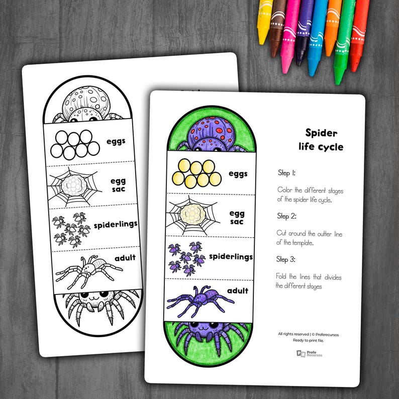 Spider Life Cycle Activity Craft | Life Cycle of Spider | Spider ...