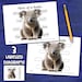 Koala Anatomy Parts of a Koala Labeled Body Parts of a Koala Anatomy - Etsy